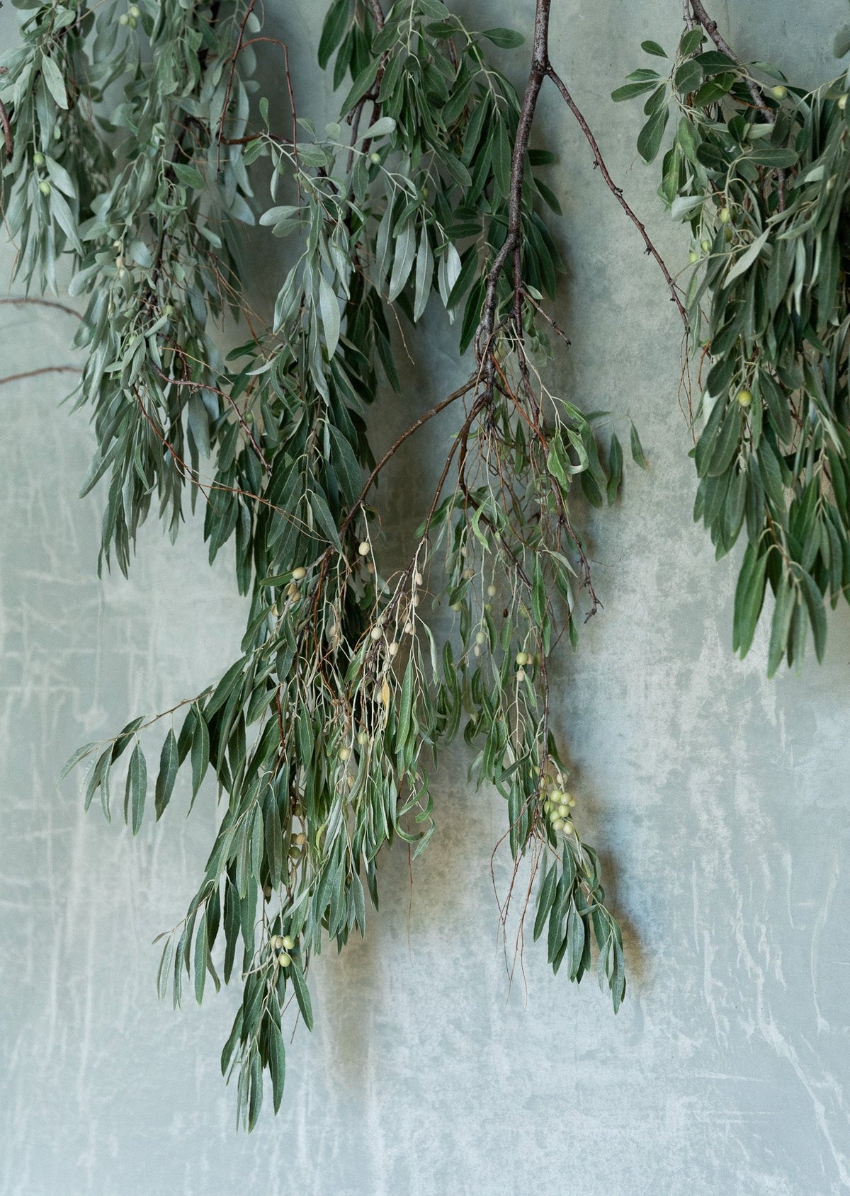 Russian Olive #0735 Hand Painted Big Muslin Backdrop in a Bag